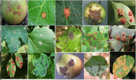 Sample Images For The Identification Of Infection Parts Using The