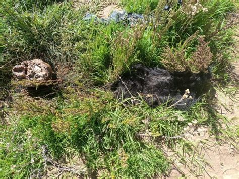 PolicÍa Investiga El Hallazgo De La Cabeza De Una Mujer En Cochabamba