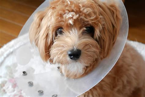 犬の皮膚病の症状は？主な原因や予防法、治療法を解説｜療法食サニメド
