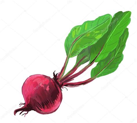 Beetroot Drawing