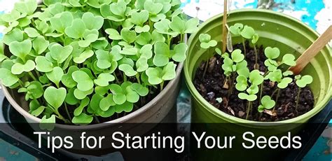 Starting Seeds Indoors Tips And Tricks For Success