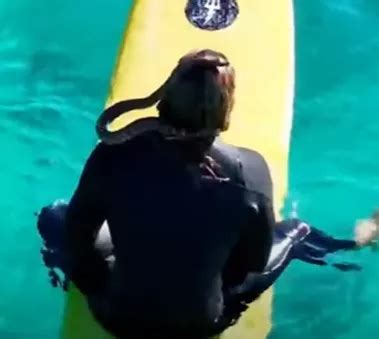 Australian Man Fined 1 495 For Surfing With His Python Trstdly