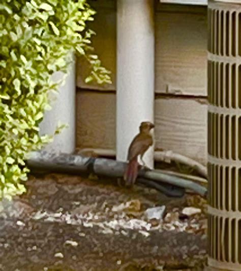 Window Bird R Whatsthisbird
