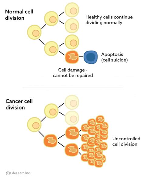 Normal Cell Division Vs Cancer Cell Division Cancerwalls