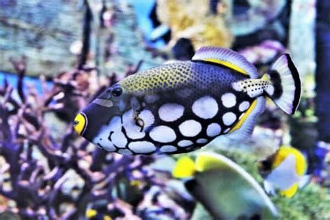 Triggerfish Fish Facts A Z Animals