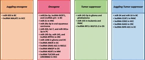 Categorization Of Ncrnas Into Four Major Types Based On Their Roles In Download Scientific