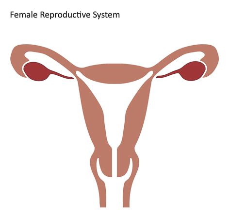 Female Reproductive System Diagram No Labels Olcreate Heat