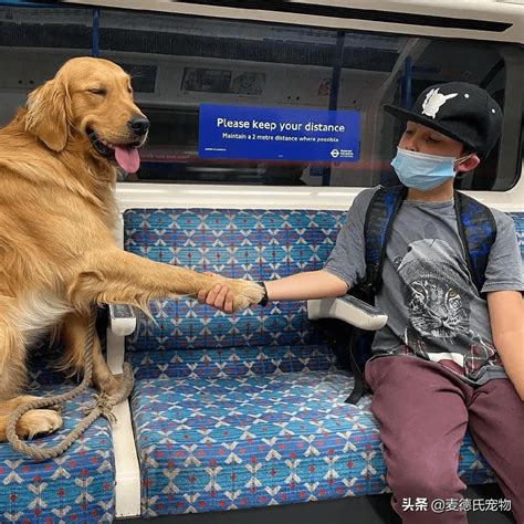 我家大金毛就是一个海王 帅哥