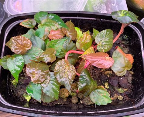 Plant Propagation Boxes Tips Tricks How To