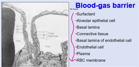 PERFUSION AND VENTILATION MATCHING PART Flashcards Quizlet