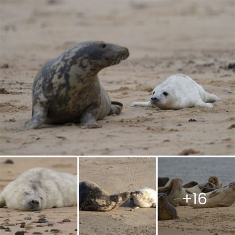 The Priceless Moment Of Gorilla Gently Kisses Her Newborn Overflowing With The Purest