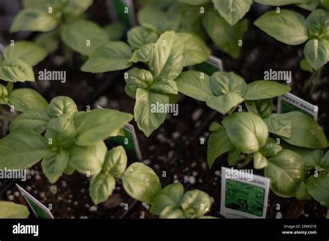 Medicinal Plants In Therapy Hi Res Stock Photography And Images Alamy