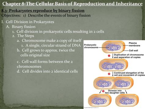 Ppt Chapter 8 The Cellular Basis Of Reproduction And Inheritance
