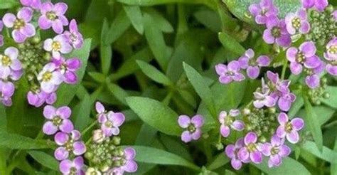 ৮ সেকেন্ডে খুঁজে বের করুন ব্যাঙ