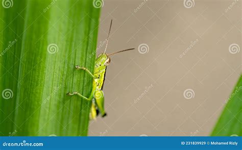 Asian Grasshopper Oxya Japonica Stock Image Image Of Greenery