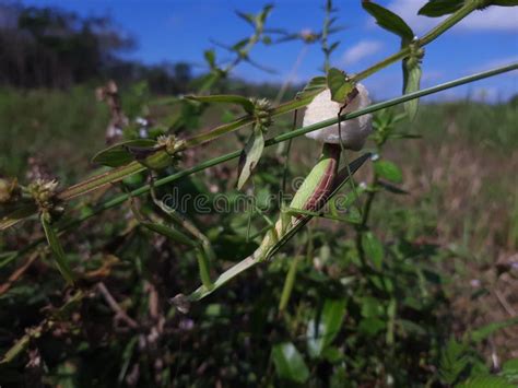 The Praying Mantis Is Laying Eggs Stock Image Image Of Flower Tree
