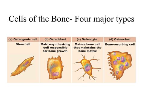 Types Of Bone Cells