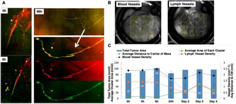 Cancers Special Issue Imaging The Tumor Microenvironment