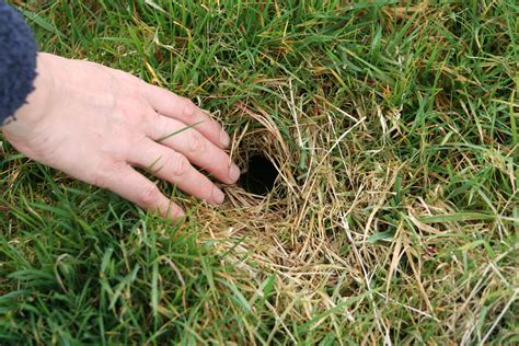 Llp Vole Hole David Ramsden 230308 A 1 Scaled The Barn Owl Trust