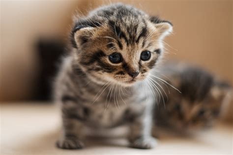 Michi Time Descubre 5 Formas Creativas De Consentir A Tu Gato