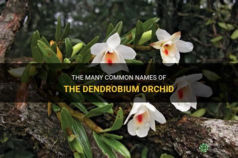 The Many Common Names Of The Dendrobium Orchid Shuncy