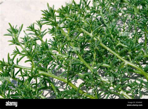 Prickly Saltwort Salsola Kali At The Base Of The White Dune Spring