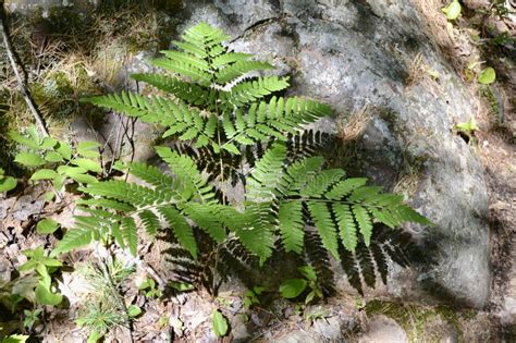 Common Bracken Pteridium Aquilinum Fern Along Cranberry Bog Trail At