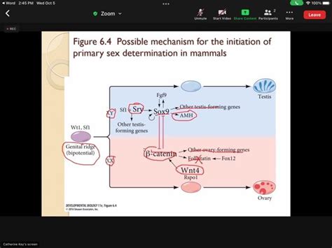 Solved Question 2 Hypothesize As To How A Duplication Or Chegg Com