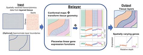 Belayer Modeling Layered Tissues In Spatial Transcriptomics