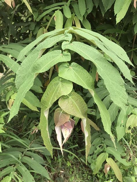 Colona Auriculata Desf Craib