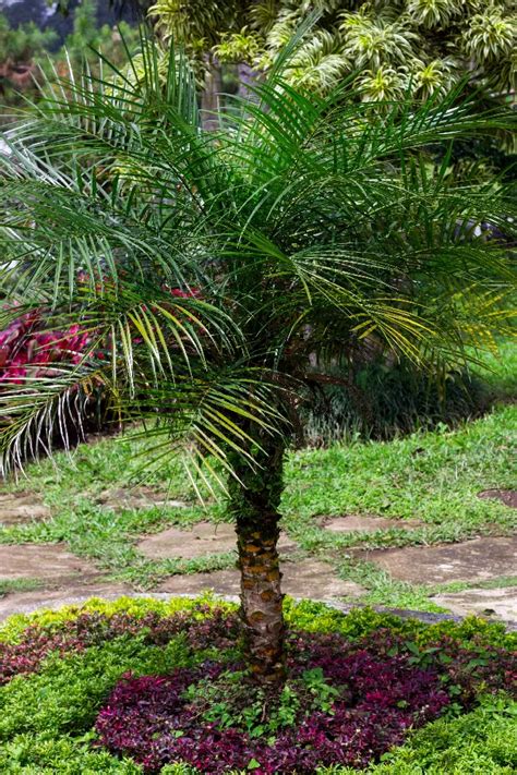Phoenix Roebelenii Pygmy Date Palm 51 Off