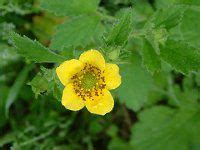 高山植物図鑑かぎけんWEB