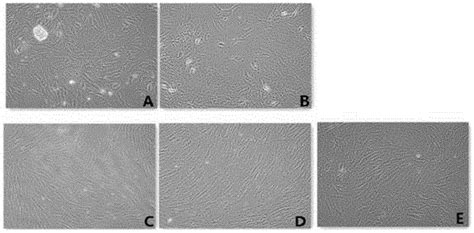 Subculture Method Of Human Amniotic Mesenchymal Stem Cells Eureka