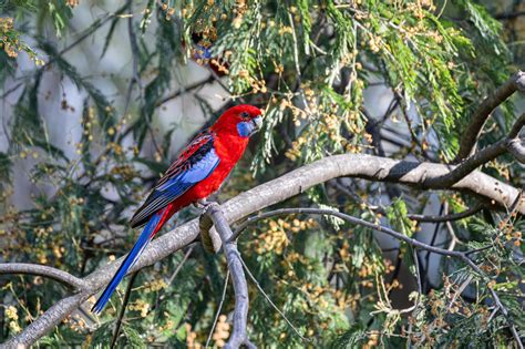 Crimson Rosella Parrot Free Photo On Pixabay Pixabay