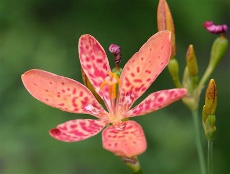 庭と空き地のヒオウギ 1夏の花 Koba の庭春夏秋冬