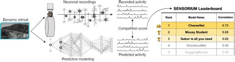 sensorium on twitter do you want to understand how the brain 🧠