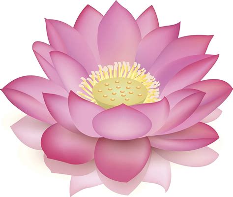 Lotus Flowers Set Of 3 Pink Vinyl Sticker Car Phone