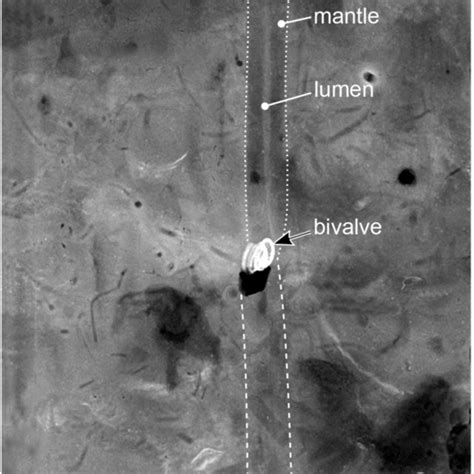 Bivalve Within Siphonichnus Core 42 2 0 30 Cm X Ray Radiograph Mud