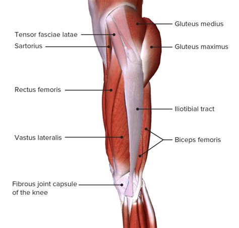 Thigh Anatomy Concise Medical Knowledge