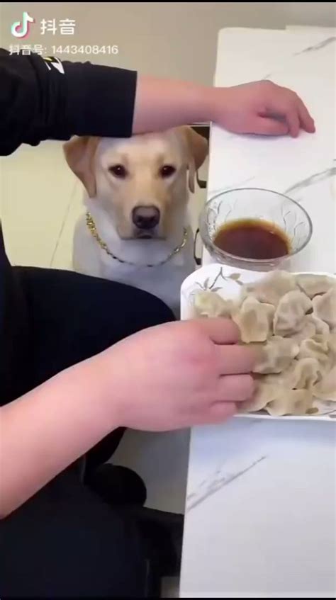 Nureyşans Videos📽️ On Twitter Animalnocontext Humansnocontext Same