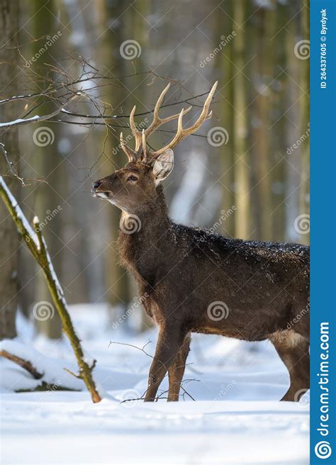 One Adult Red Deer With Big Beautiful Antlers On A Snowy Forest Stock Image Image Of Focus