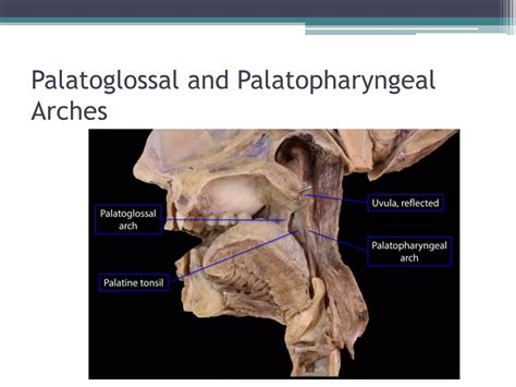 Histology Of Tonsil Pptx