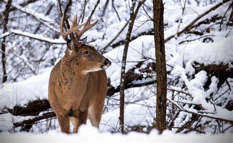 20 000 Free Deer Drinking And Deer Photos Pixabay