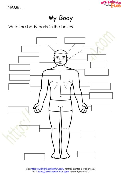 Environmental Science Class 1 My Body Worksheet 8 Wwf