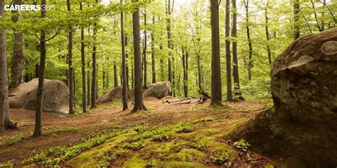 Ecological Pyramids Definition Types Limitations Importance