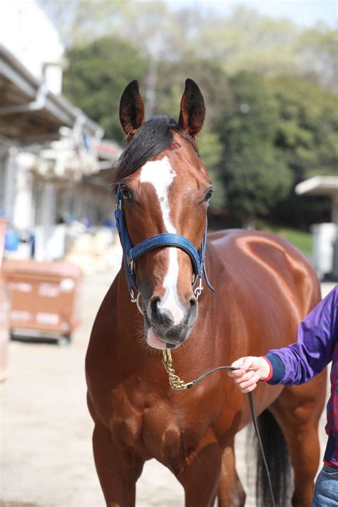 【皐月賞】ソールオリエンス気配絶好、1週前は古馬相手に先着 横山武騎手「いいものがある」 3歳馬特集 競馬写真ニュース 日刊スポーツ
