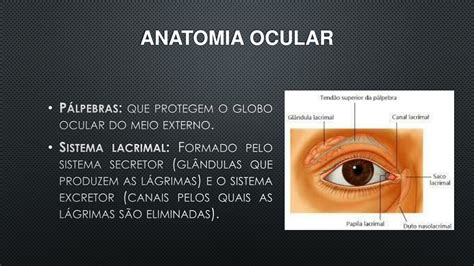 Ppt Anatomia Fisiologia E Patologia Ocular Powerpoint Presentation