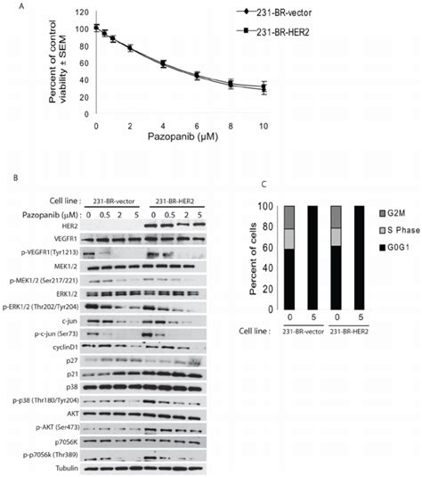 Pazopanib Directly Targets Breast Tumor Cells Download Scientific Diagram