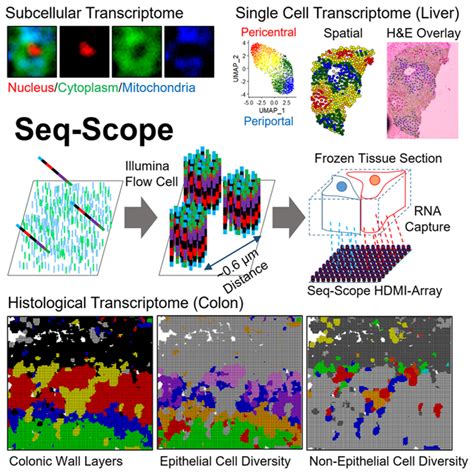 Microscopic Examination Of Spatial Transcriptome Using Seq Scope Pmc