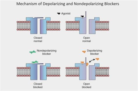 Neuromuscular Blockers Flashcards Quizlet